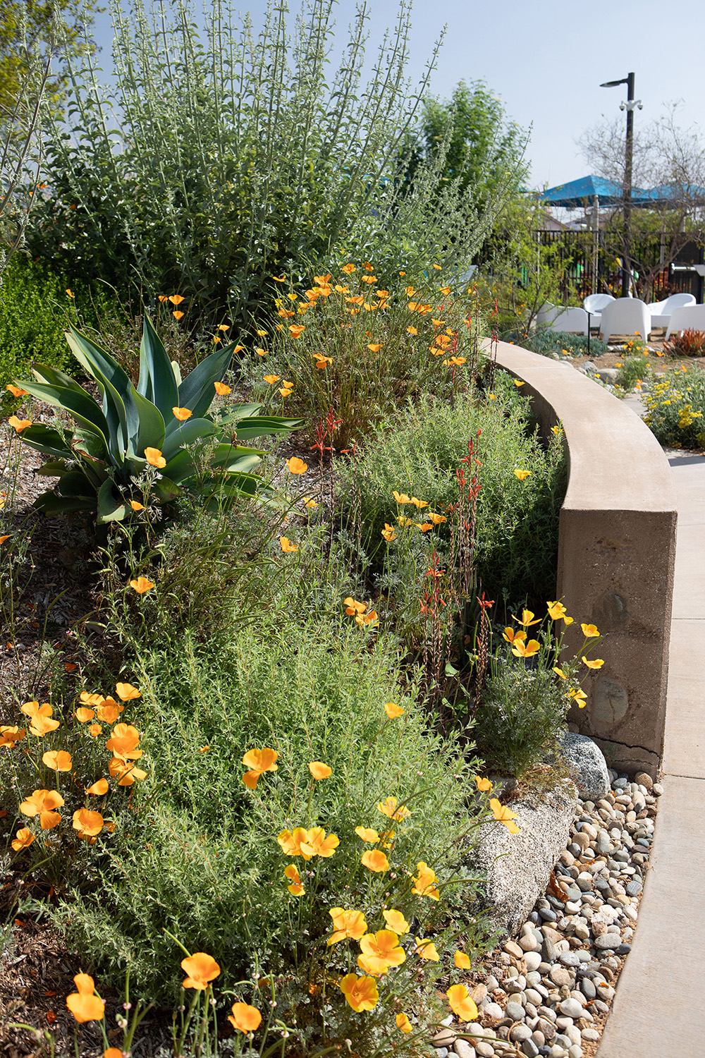 Chino Basin Water Conservation District - Natural Earth Sustainable ...